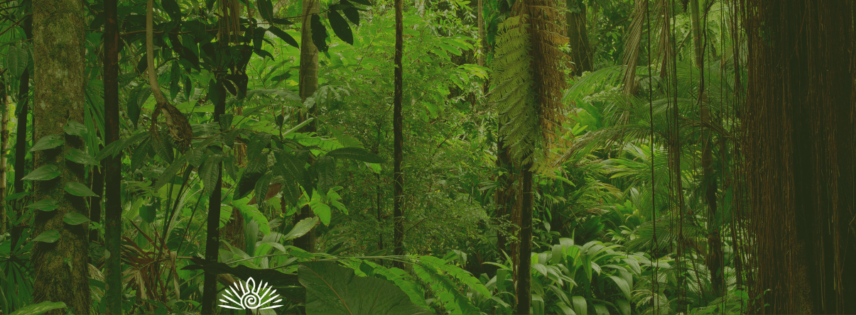 The Role of Psychedelics in Healing Our Connection to Nature